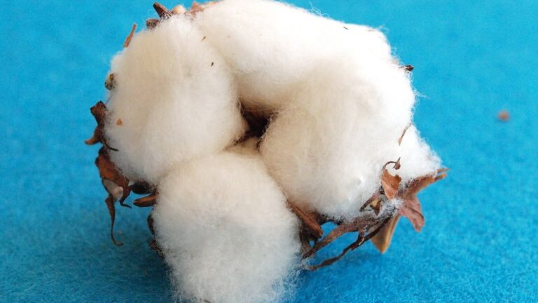 The Story of Cotton: 10 Intriguing Facts About This Versatile Fiber ...