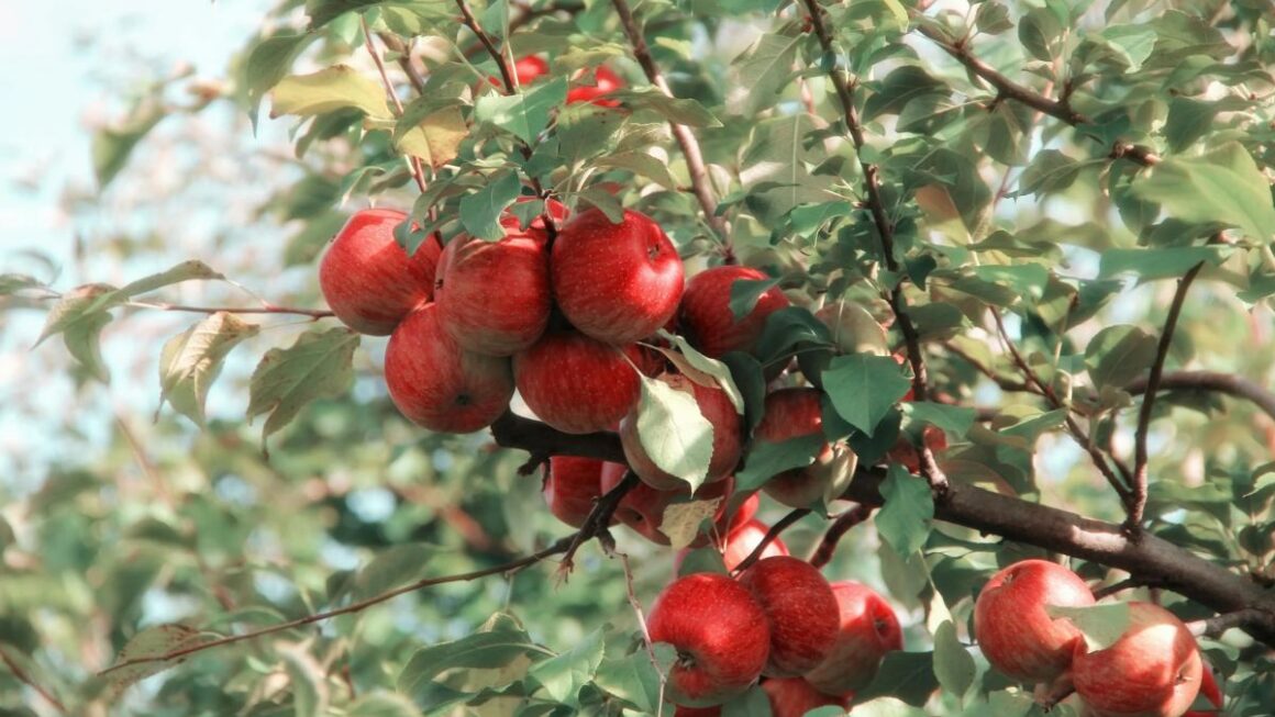 From Orchard to Empire: Top 10 Apple Producing Countries - Added Facts