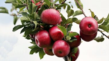 From Orchard to Empire: Top 10 Apple Producing Countries - Added Facts