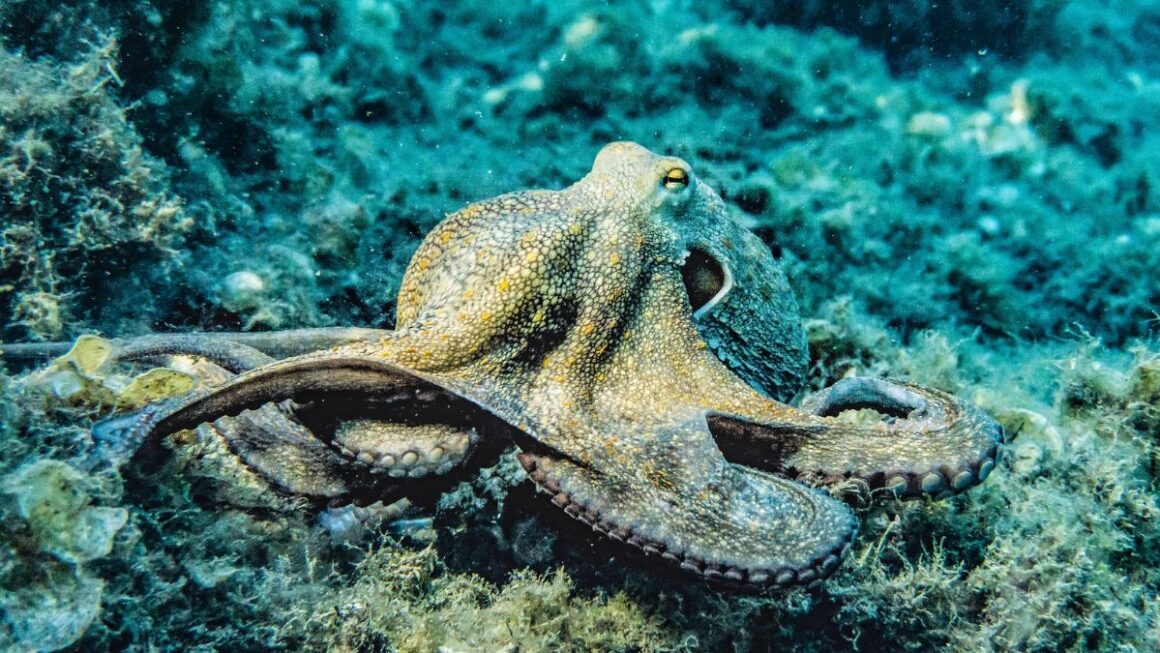 Top 10 Fascinating Facts about Octopuses - Added Facts