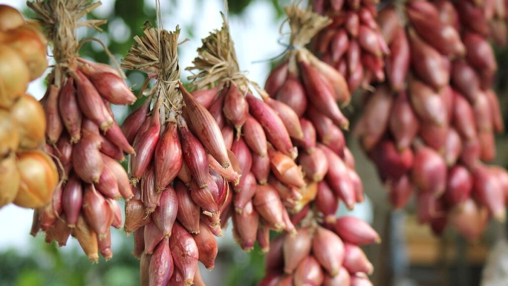 Unveiling the Layers: Top 10 Fascinating Facts About Onions - Added Facts