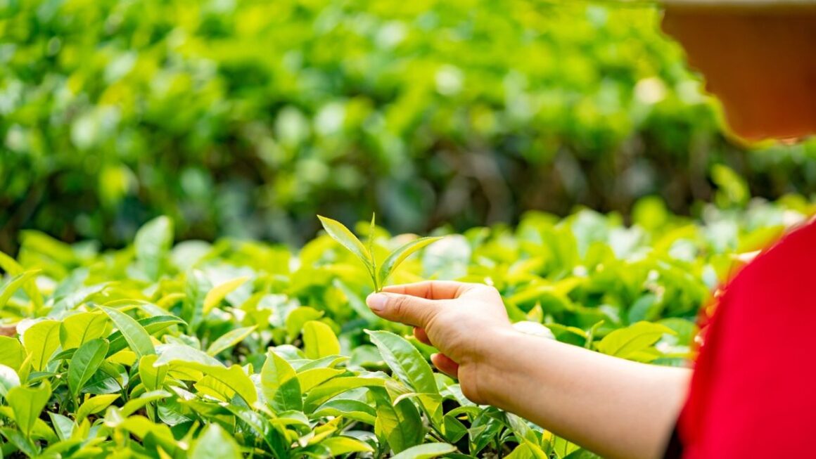 The Top 10 Tea Producing Countries in the World - Added Facts