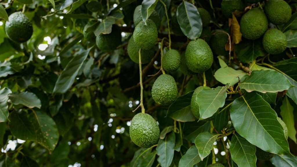 Beyond Guac: 10 Fun Facts That Prove Avocados Are the Ultimate - Added ...
